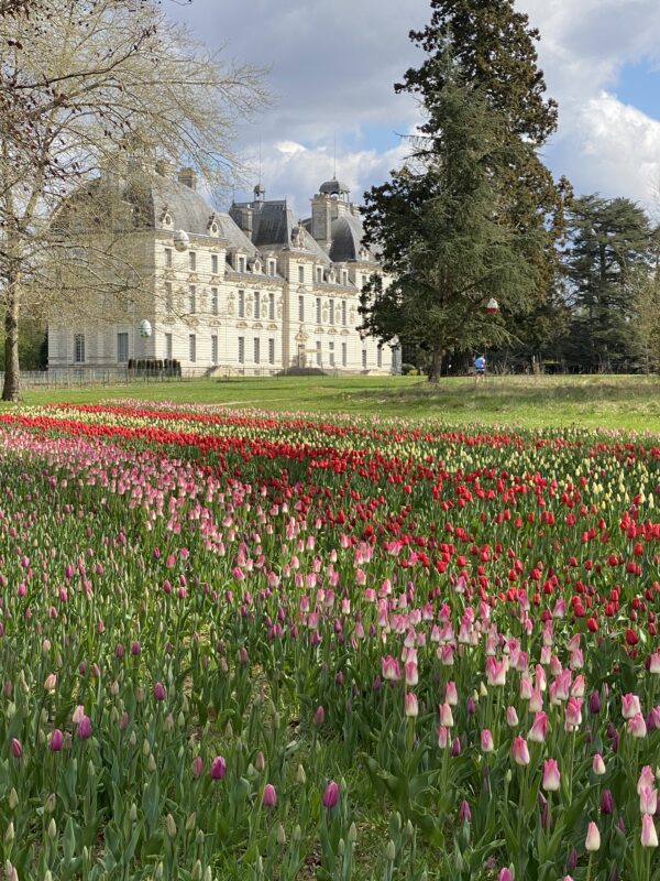 Venez découvrir les 500 000 tulipes plantées au Chateau de Cheverny ...